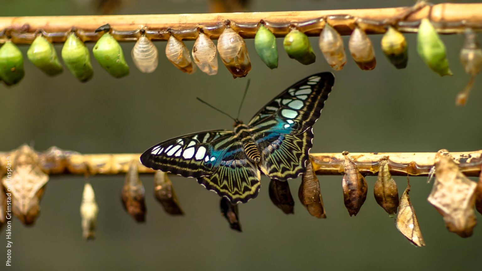 Transformados para transformar - Igreja Batista Alemã de São Paulo